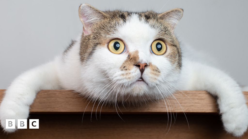 Fun True or False Cat Quiz: International Cat Day - CBBC