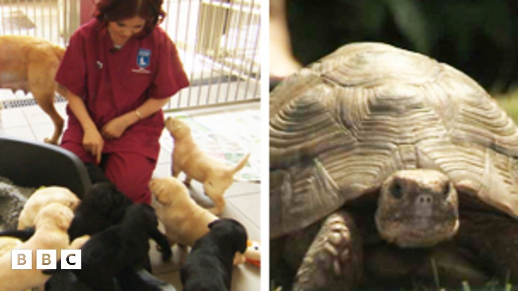 Henry The Dog - Blue Peter Pets - CBBC - CBBC