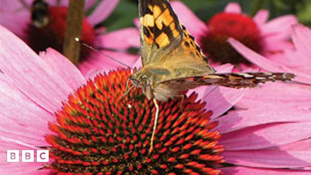 Butterfly World Project - CBBC