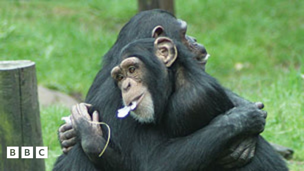 Monkey World Ape Rescue Centre - CBBC