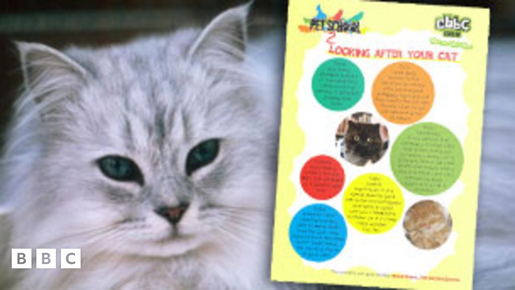 How To - Look After Cats - CBBC