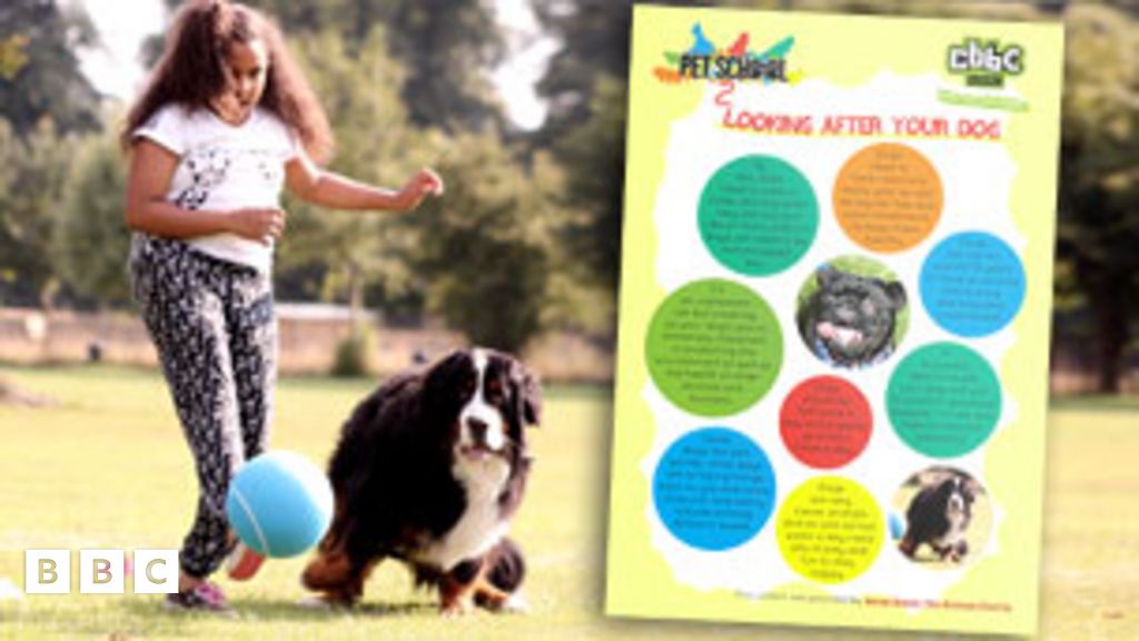 How To - Look After Dogs - CBBC