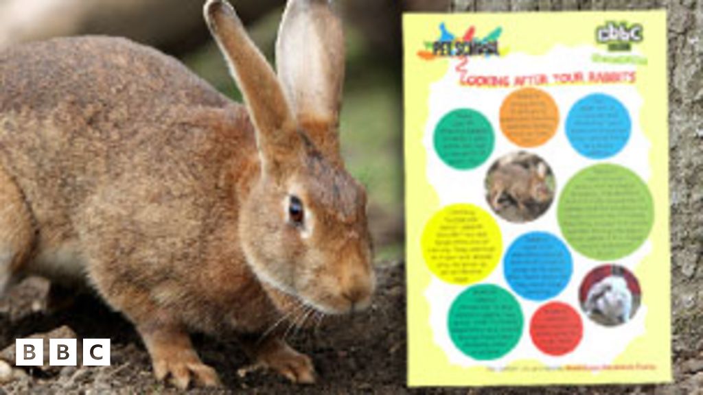 How To - Look After Rabbits - CBBC