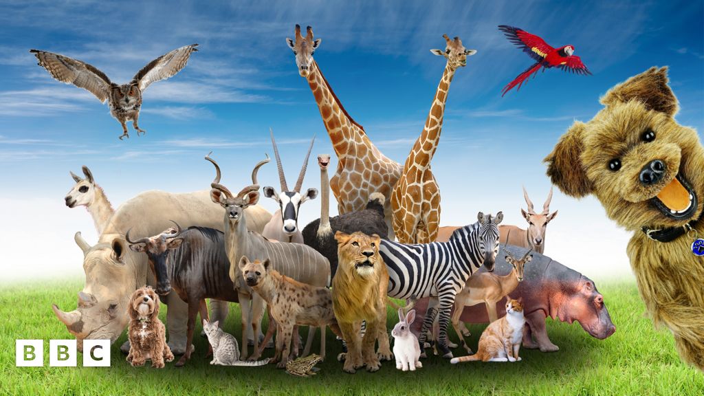 What Animal Would You Be? - CBBC