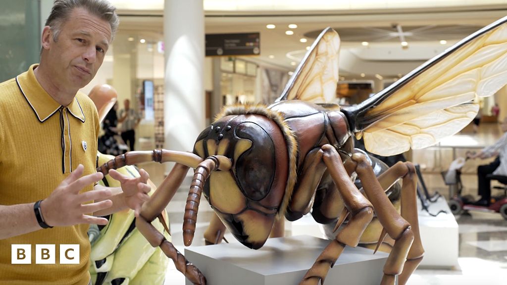 Chris Packham's big bug guide - CBBC