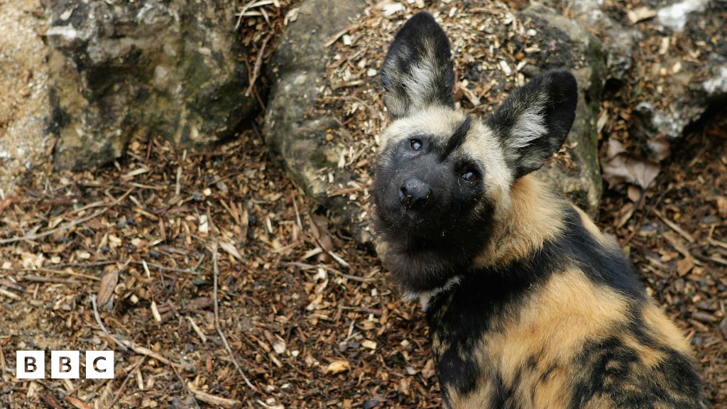 Quiz of the Week - CBBC