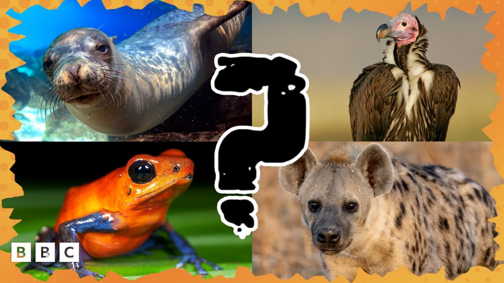 Deadly Mission Unleashed with Steve Backshall | Cool and interesting animal facts - CBBC