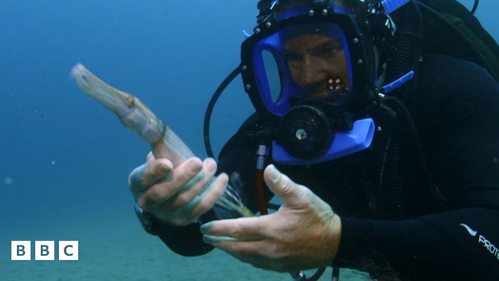 Steve Backshall - Deadly 60: Saving Trumpetfish in Bali Coral Reef - CBBC