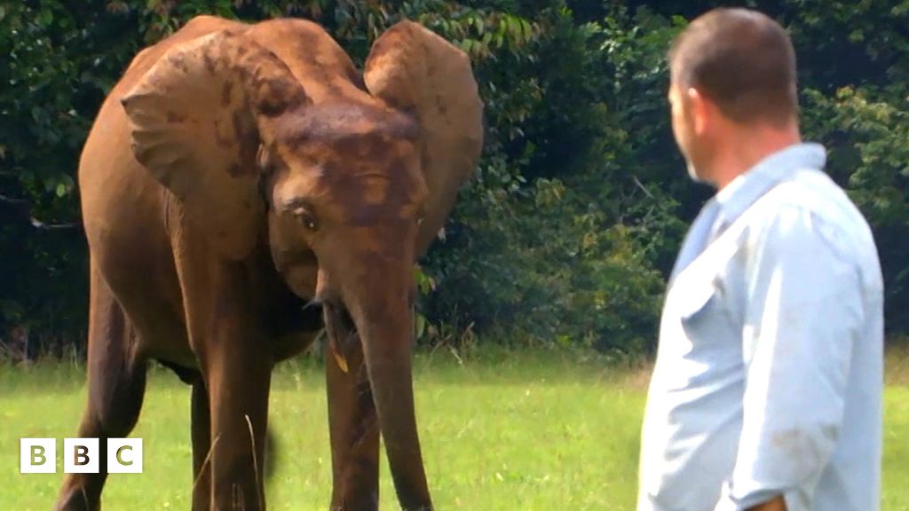 Steve Backshall - Deadly 60: Charging Forest Elephant in the Gabon Jungle - CBBC