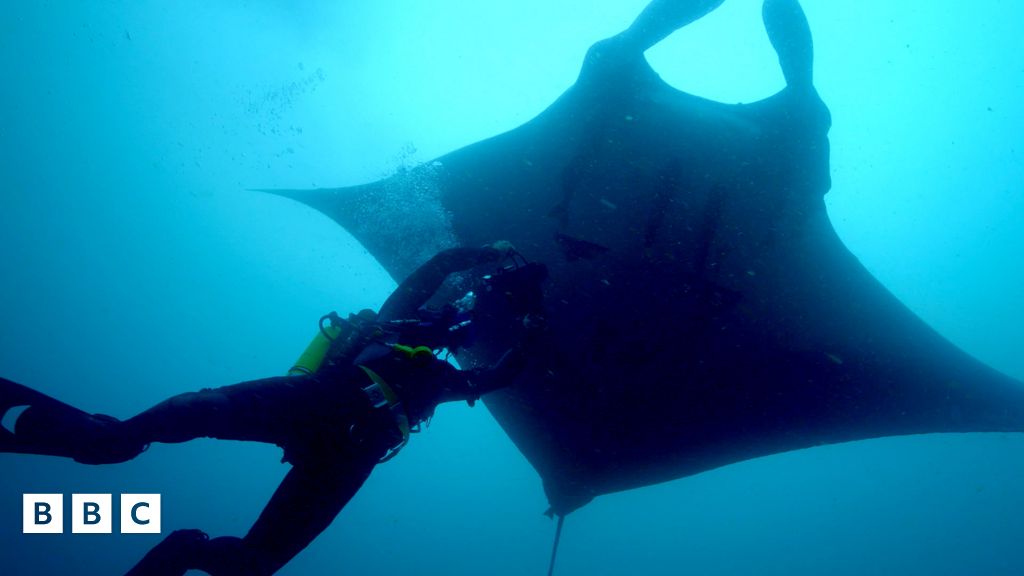 Steve Backshall meets a giant manta ray as big as a boat! - CBBC