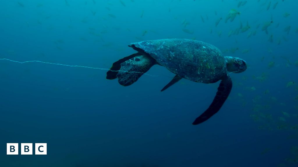 Steve Backshall saves a turtle from a fishing line in Ecuador - CBBC