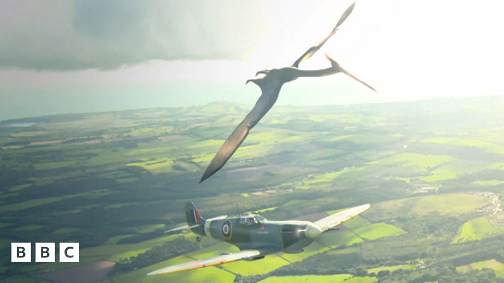 The Spitfire of the dinosaur world - CBBC