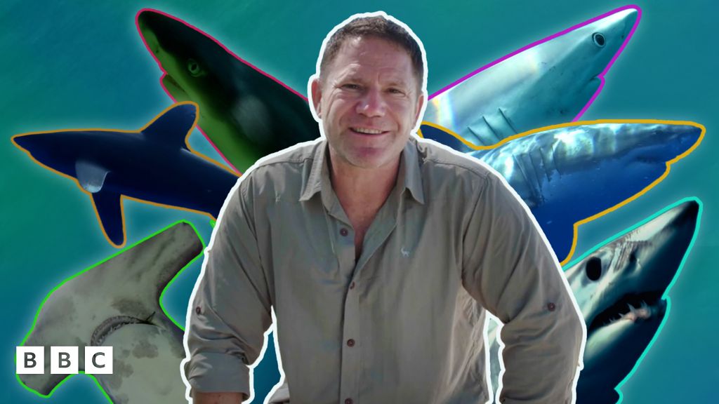Steve Backshall - Deadly Mission Shark - what are the deadliest sharks? - CBBC