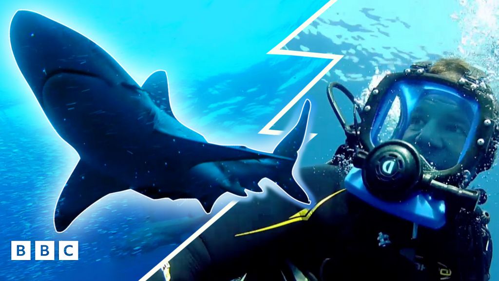Know your shark facts from shark myths, with CBBC's Steve Backshall and Deadly Mission Shark - CBBC