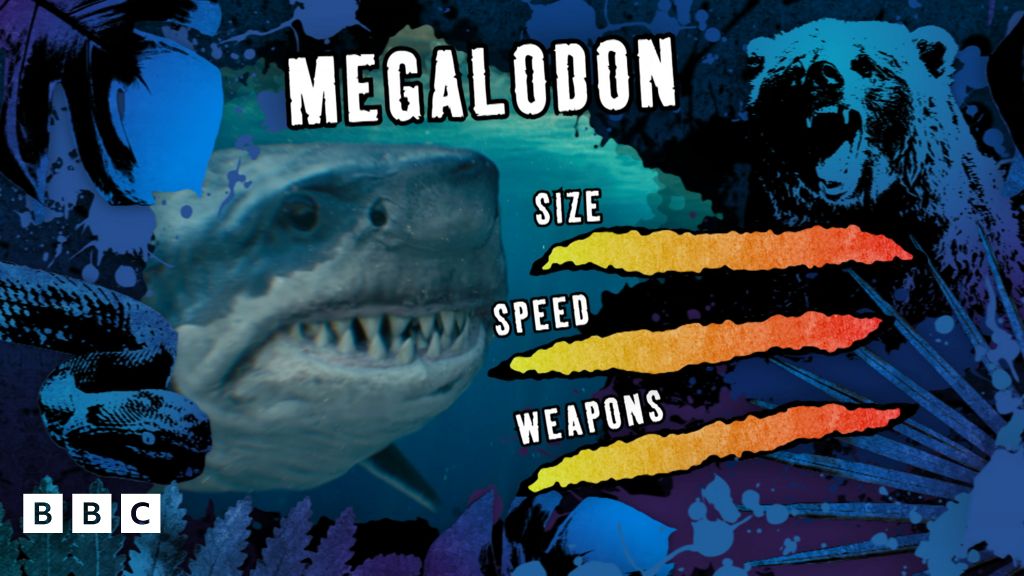 Megalodon: All you need to know - CBBC
