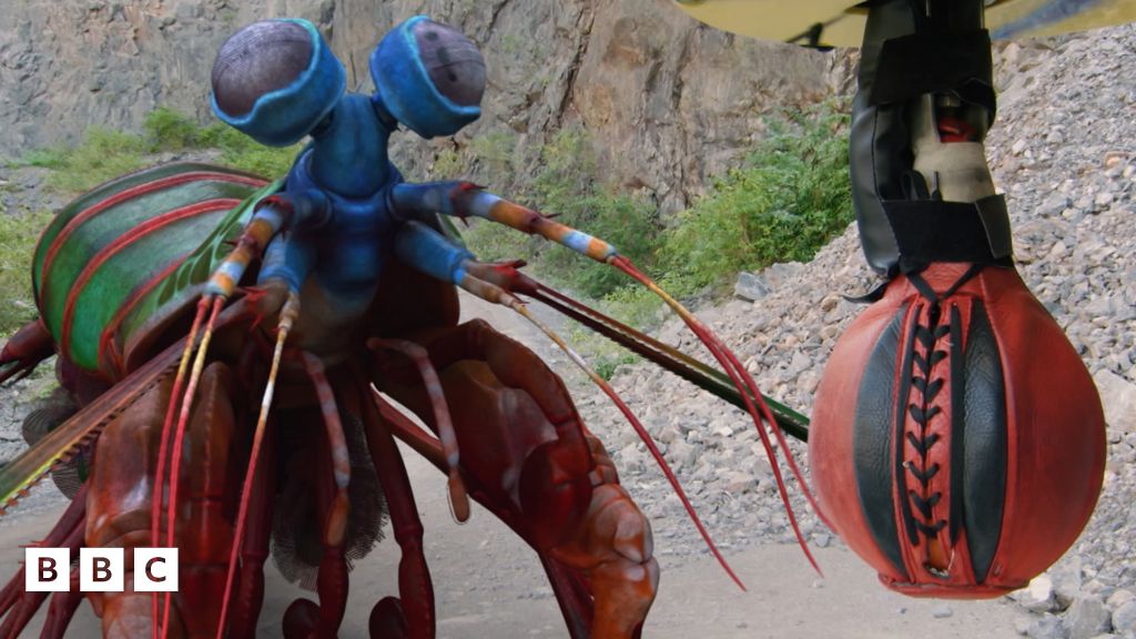 Deadly Predators - Mantis Shrimp Experiment - CBBC