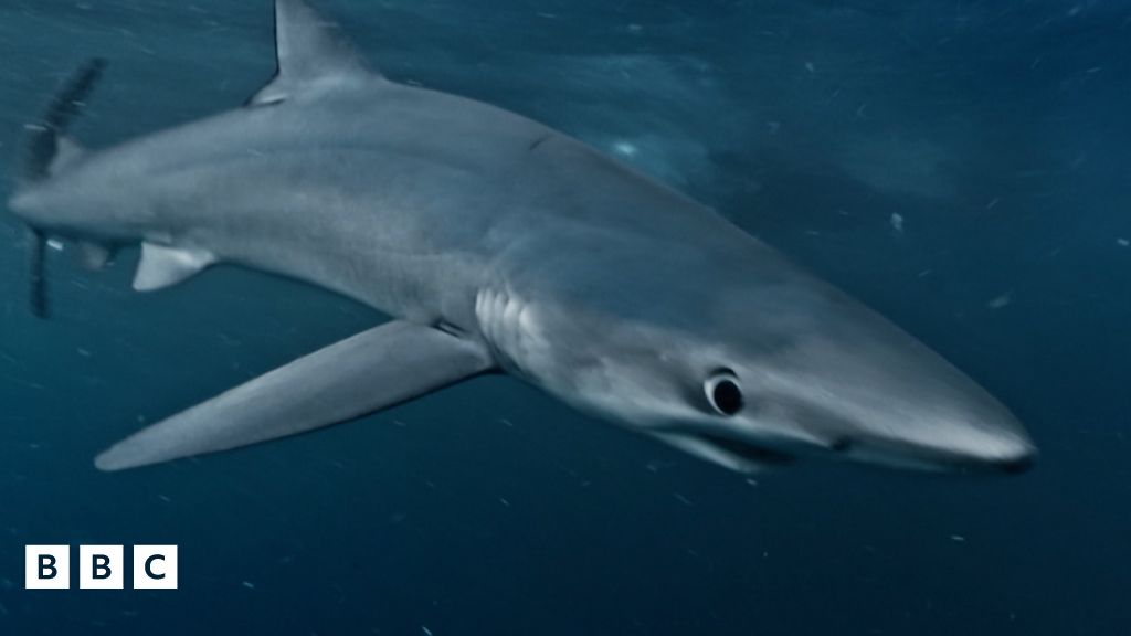 Deadly Predators - Blue Sharks in UK waters - CBBC