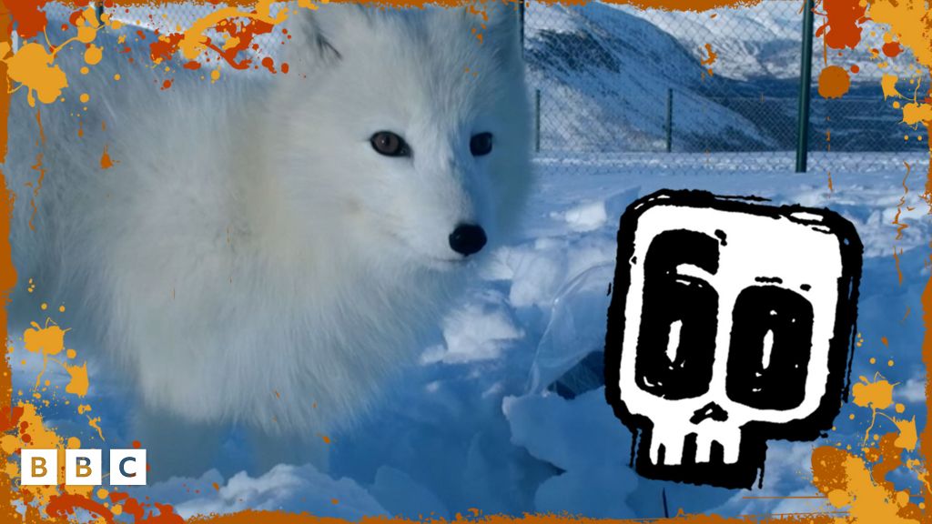 The Arctic fox has incredible hearing - CBBC