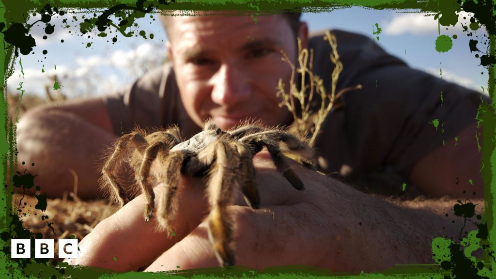 Steve handles a giant baboon spider - CBBC