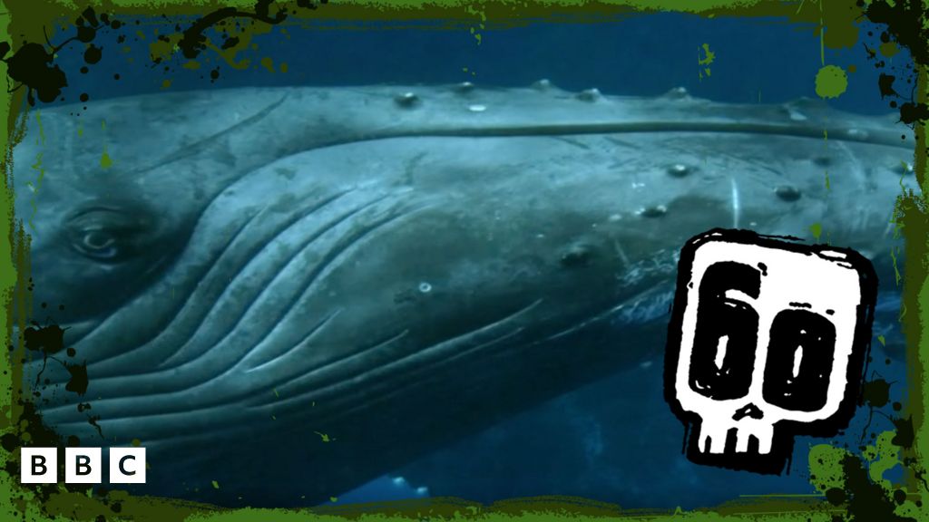 Blue whale encounter - CBBC