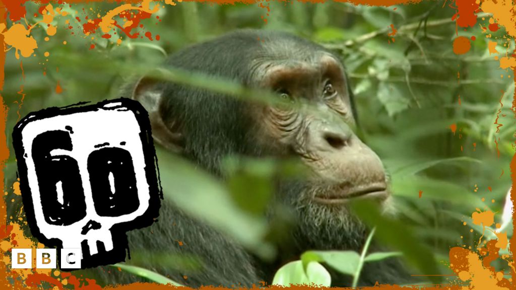 Deadly chimp troop - CBBC
