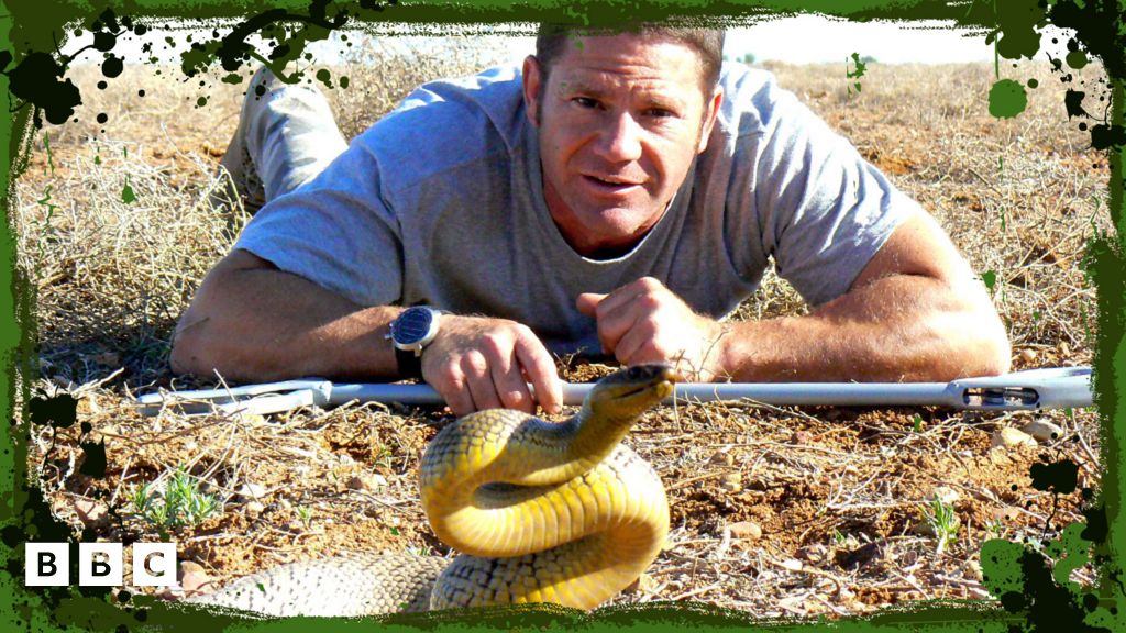 The most venomous snake on Earth! - CBBC