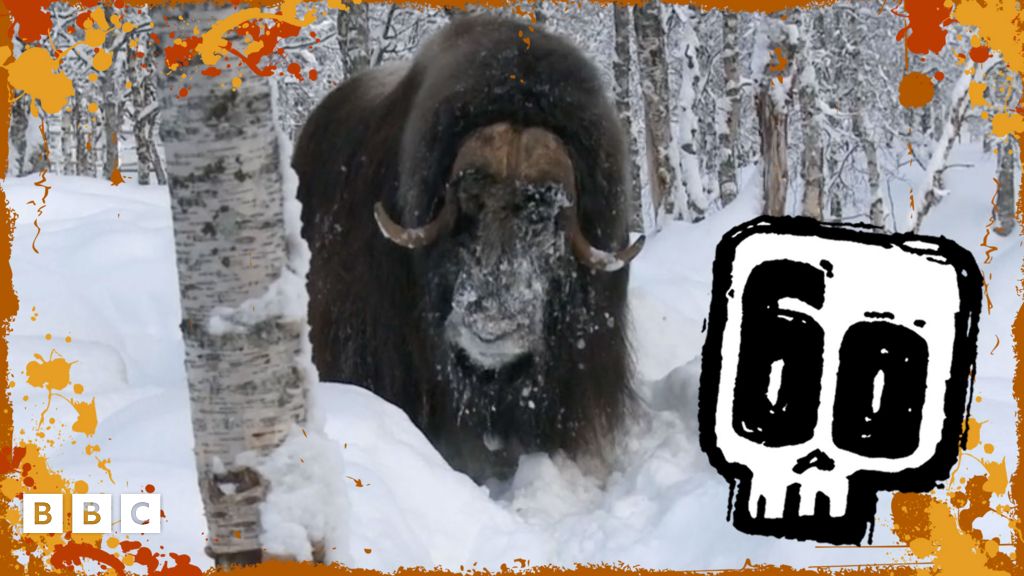 Dangerous cows? - CBBC