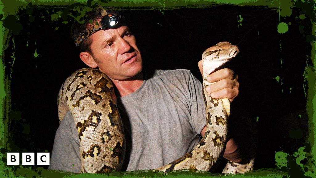 Rock python tussle - CBBC