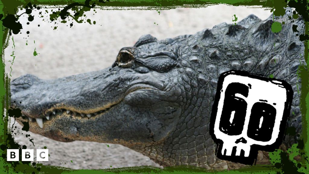 Wild alligator swim - CBBC