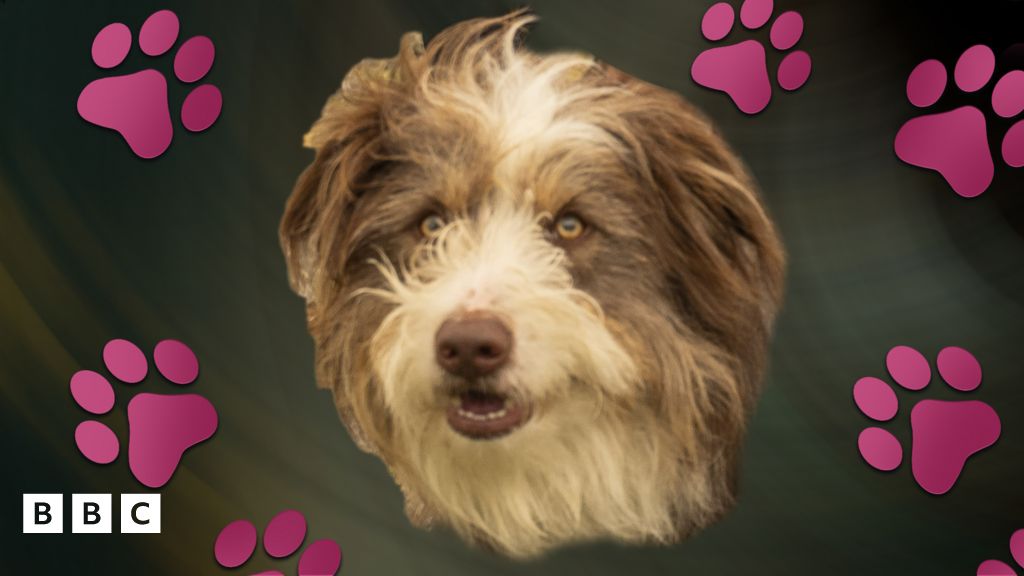 Famous Five quiz - Enid Blyton - Timmy the dog quiz - CBBC