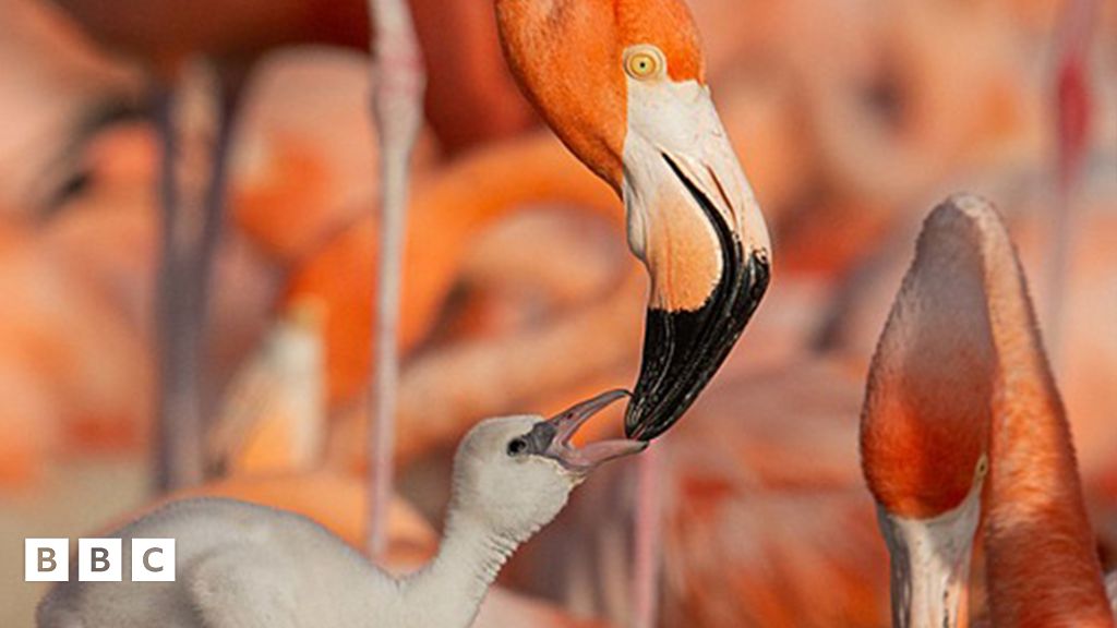 Quiz: Planet Earth III, Coasts - CBBC