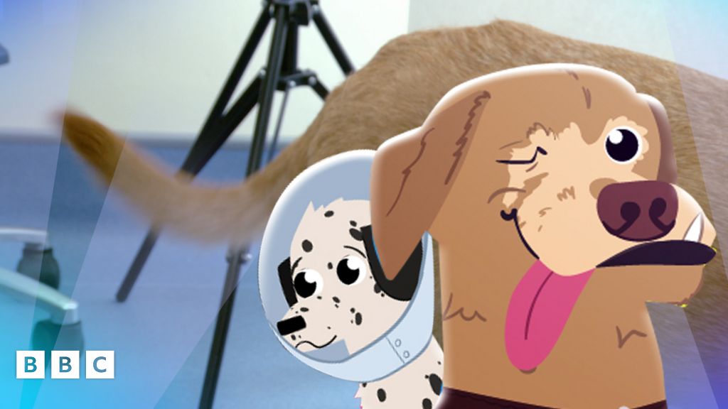Fun Dog Quiz: Can you guess the waggy tail for National Dog Day? - CBBC