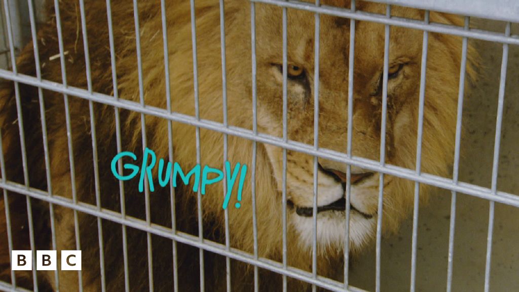 A grumpy lion gets a check-up - CBBC