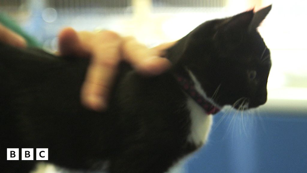 Feeding your kitten - CBBC