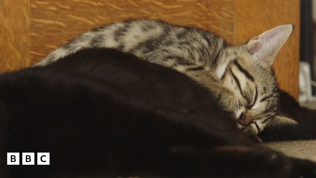 Getting a kitten - CBBC