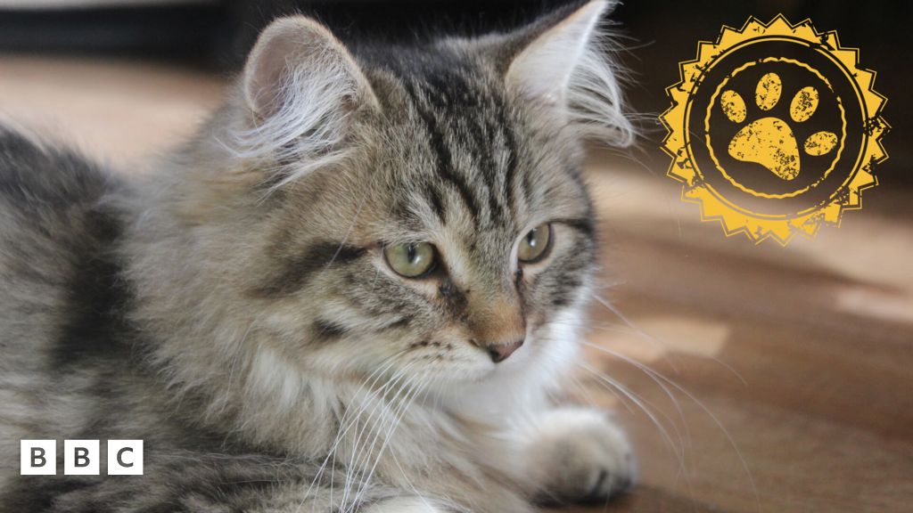 Pet takeover with Pippin - CBBC