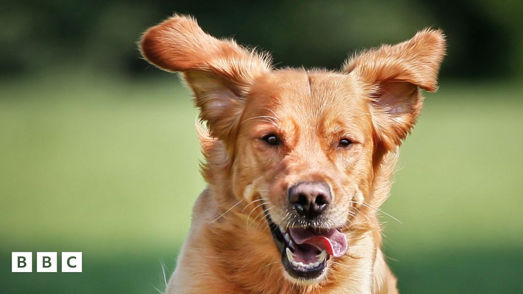 Gallery: 16 Leaping Dogs - CBBC