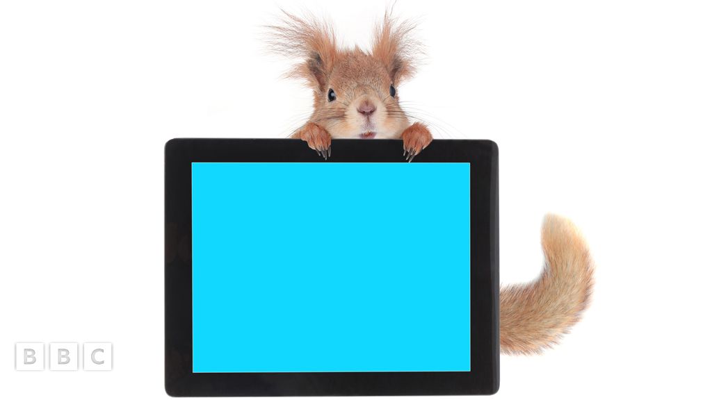 Quiz: Follow the crowd or stand out proud? - CBBC