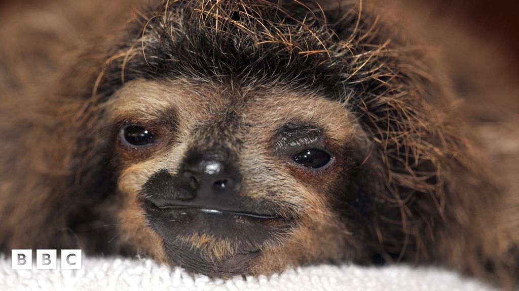 Five ways sloths are winning at life! - CBBC