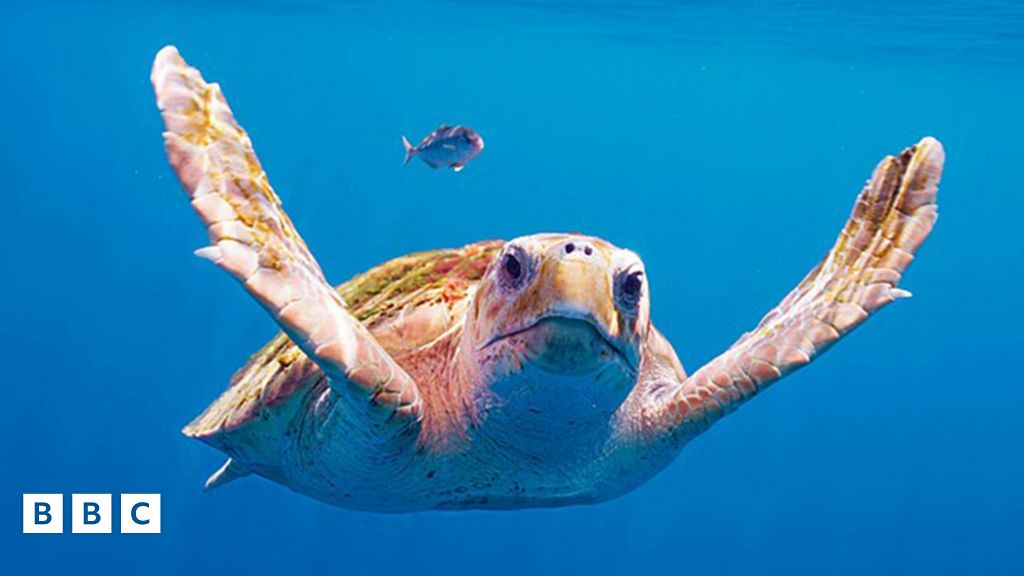 Quiz: Planet Earth III, Ocean - CBBC