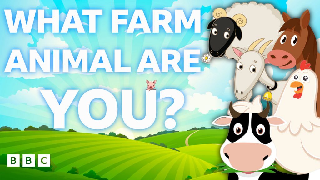 CBBC QUIZ what farm animal are you - CBBC