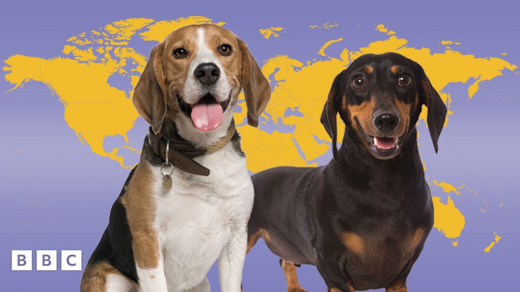 Where Do Dalmatians Come From? Fun Dog Breed Origin Quiz - CBBC