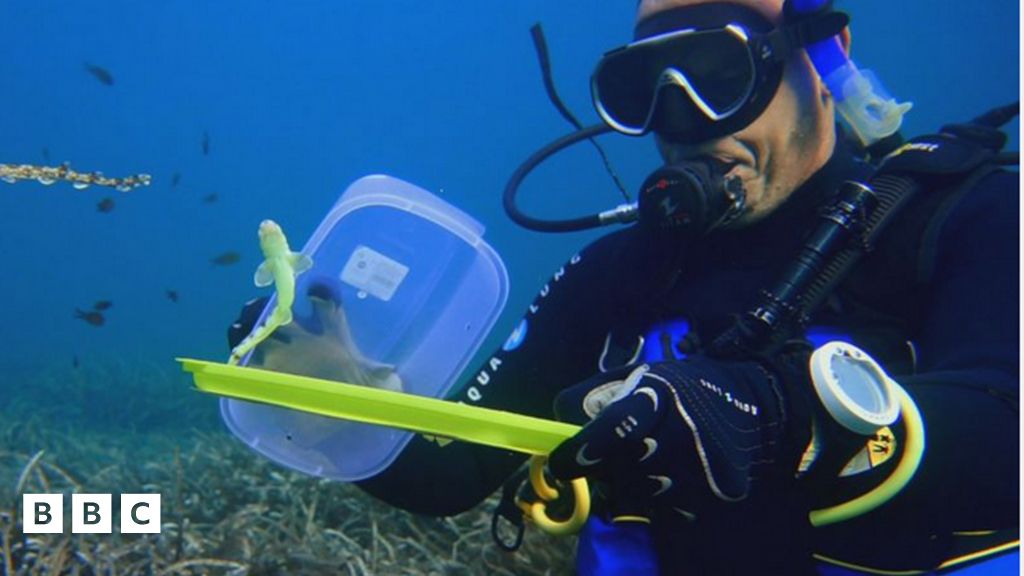 Quiz: Test your marine biology knowledge - CBBC