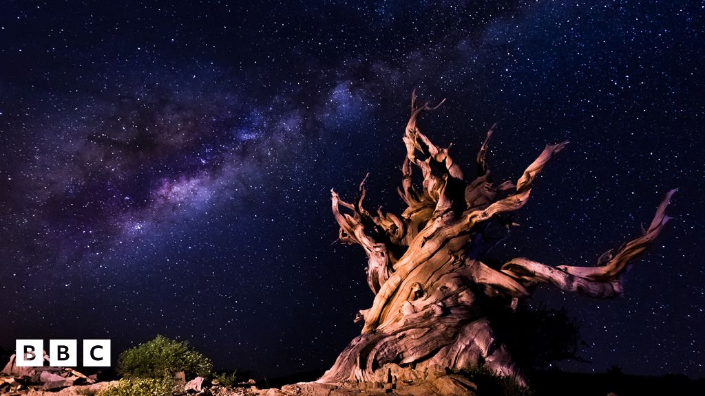 Tremendous trees - CBBC