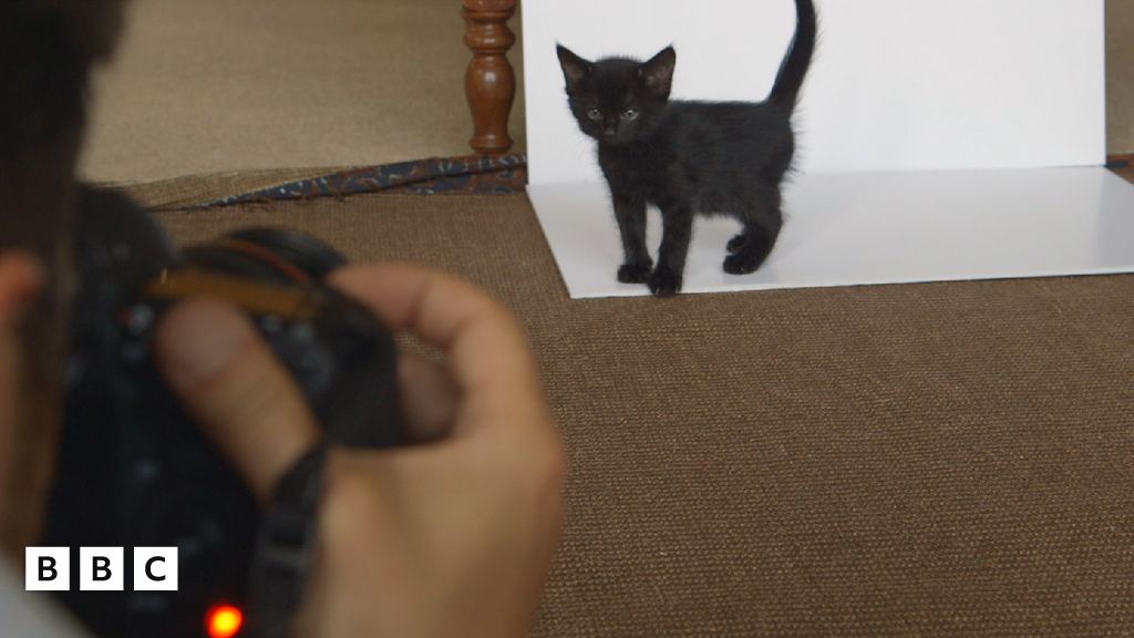 It's picture time for the kittens - CBBC
