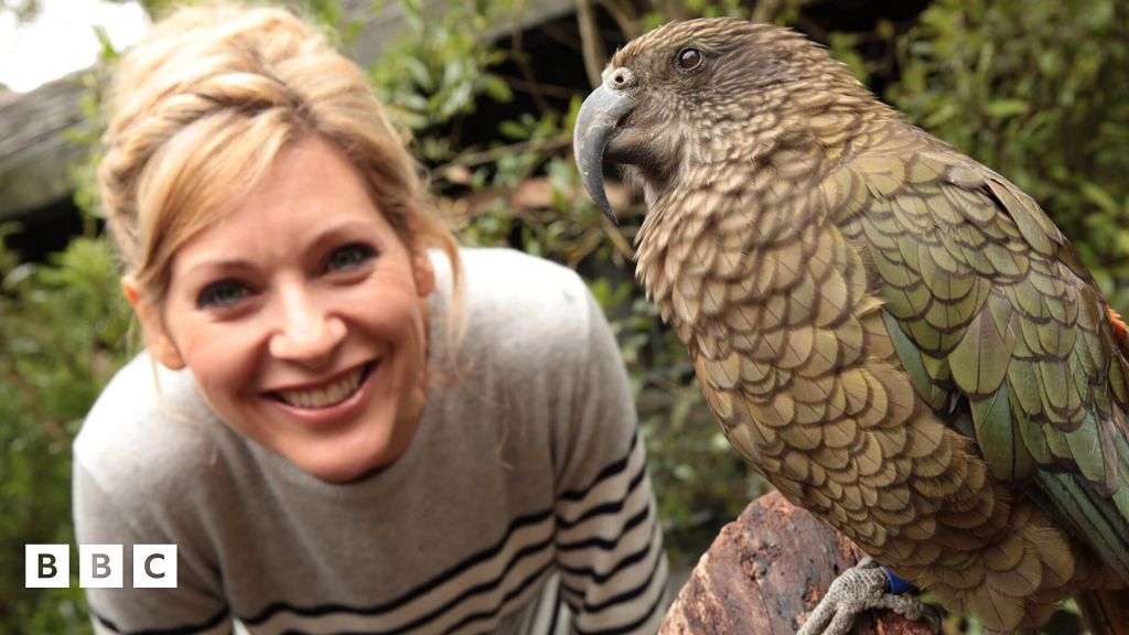 Nightmares of Nature: Cheeky Animals - CBBC