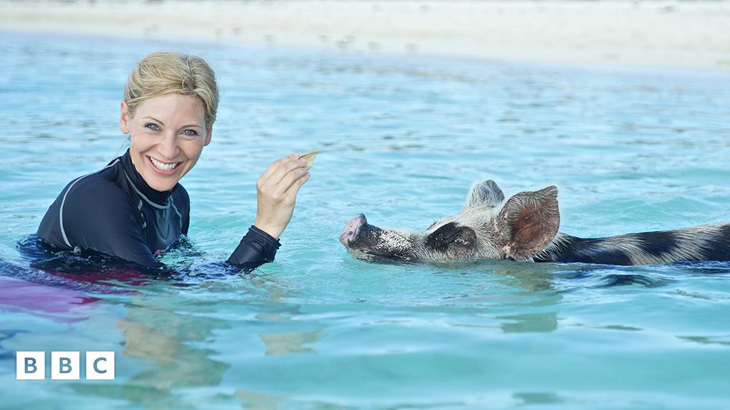 Paddling pigs! - CBBC