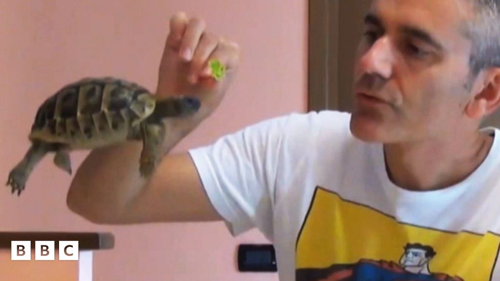 The world's first flying tortoise - CBBC