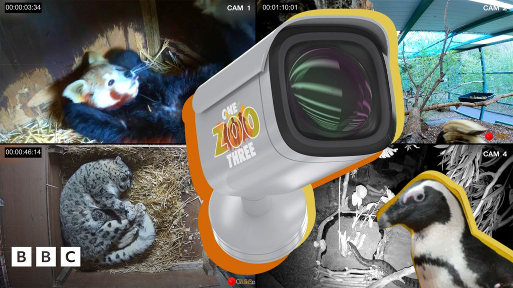 One Zoo Three - Park CCTV! Watch cute animals at the One Zoo Three zoo ...