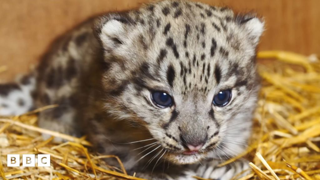 Zoo Facts - Cute Snow Leopard Cub: Health check for Shen the snow ...
